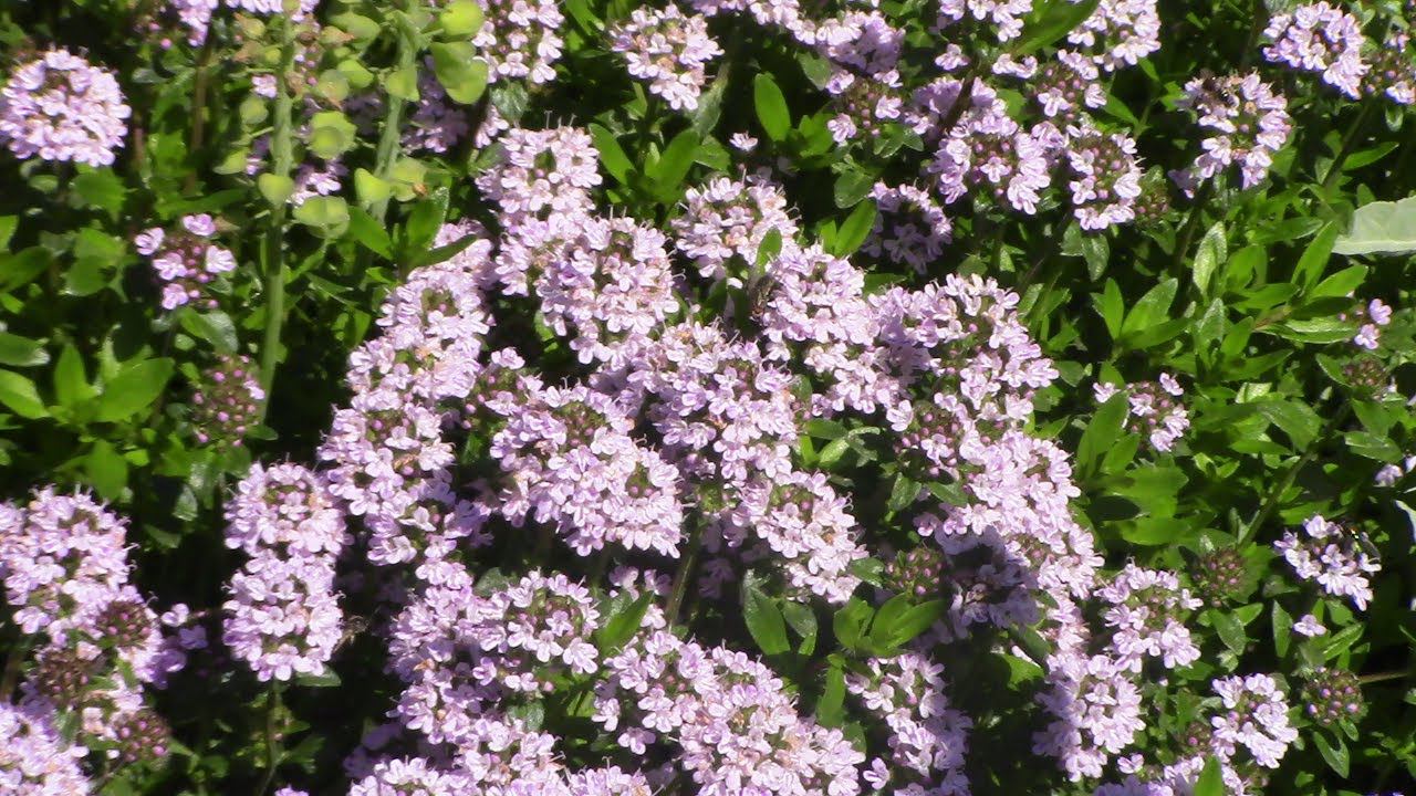 Ай да глициния! Вот это тимьян!