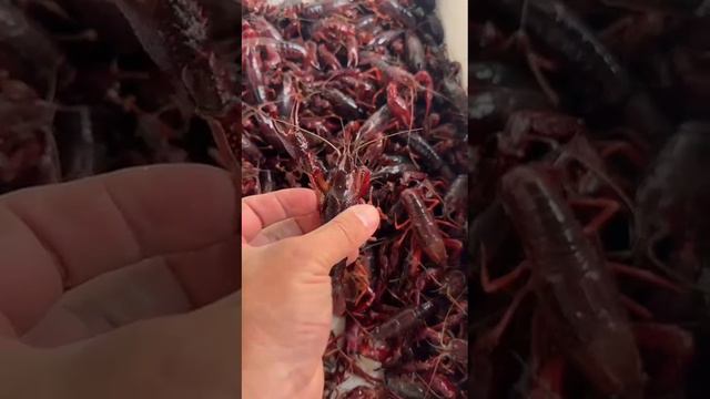 Калифорнийский рак