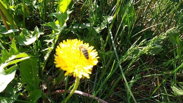 Пчелка собирает нектар из одуванчика