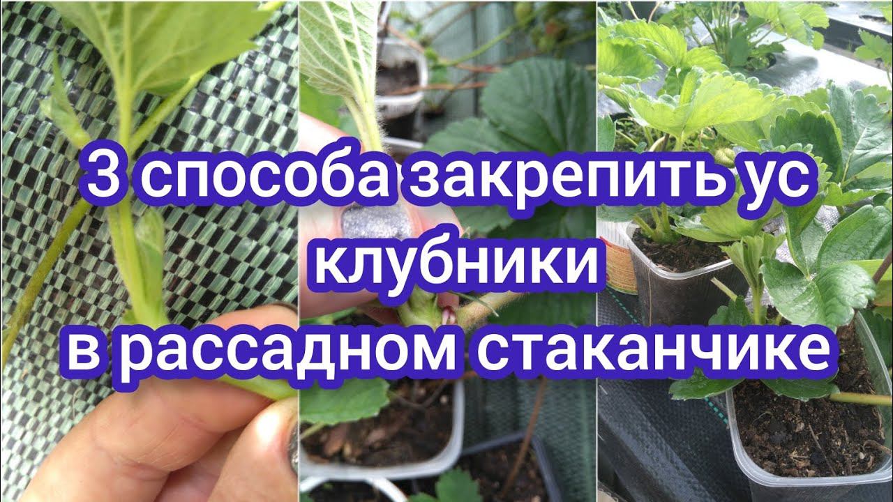 Урок 46. Чем пришпилить ус в рассадном стаканчике. 3 способа.