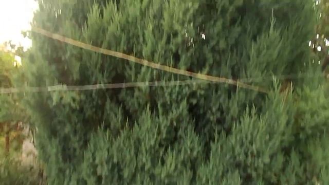 DSCN3250 мой можжевельник.mp4