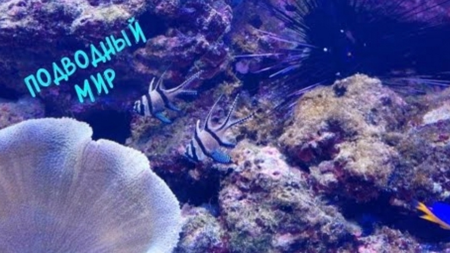 РЫБЫ. МОРСКОЙ ЕЖ. ПОДВОДНЫЙ МИР. Александра Миркушова