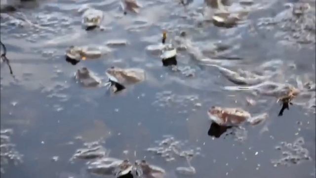 Но след истлел, и губы сухи.