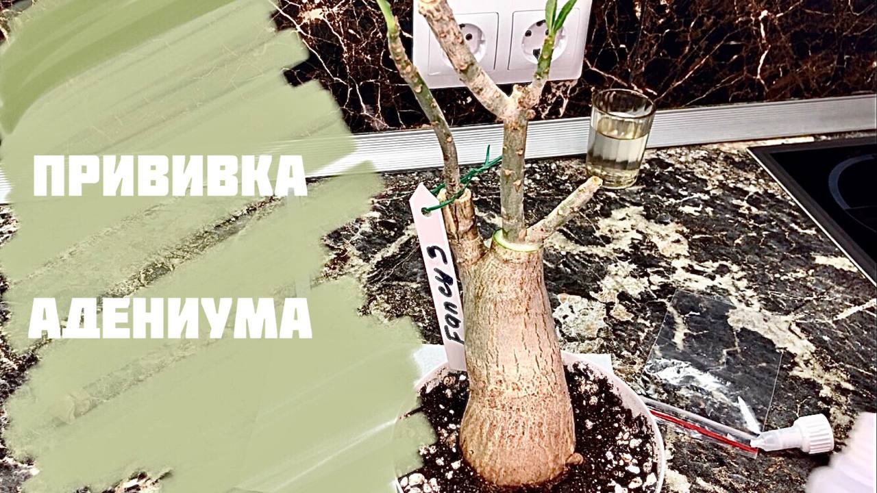 Прививка адениума. Исправляю ошибки