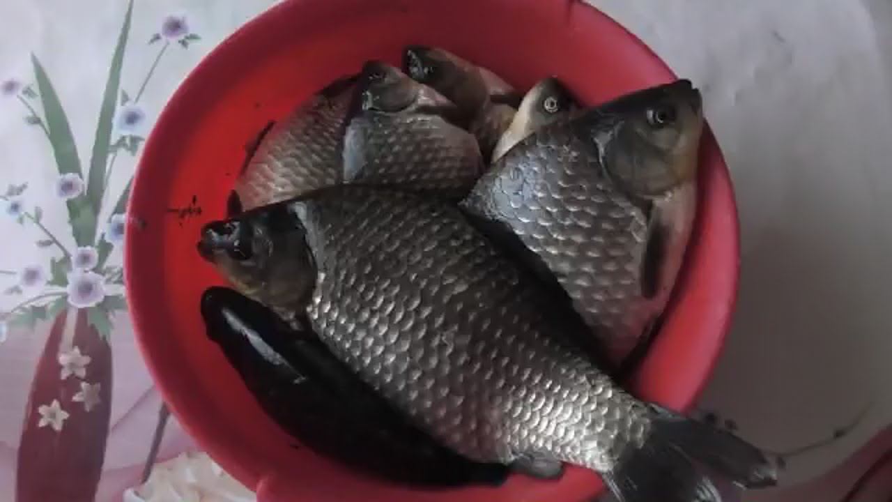 Карась клюёт всегда. Душевная рыбалка на поплавок в августе