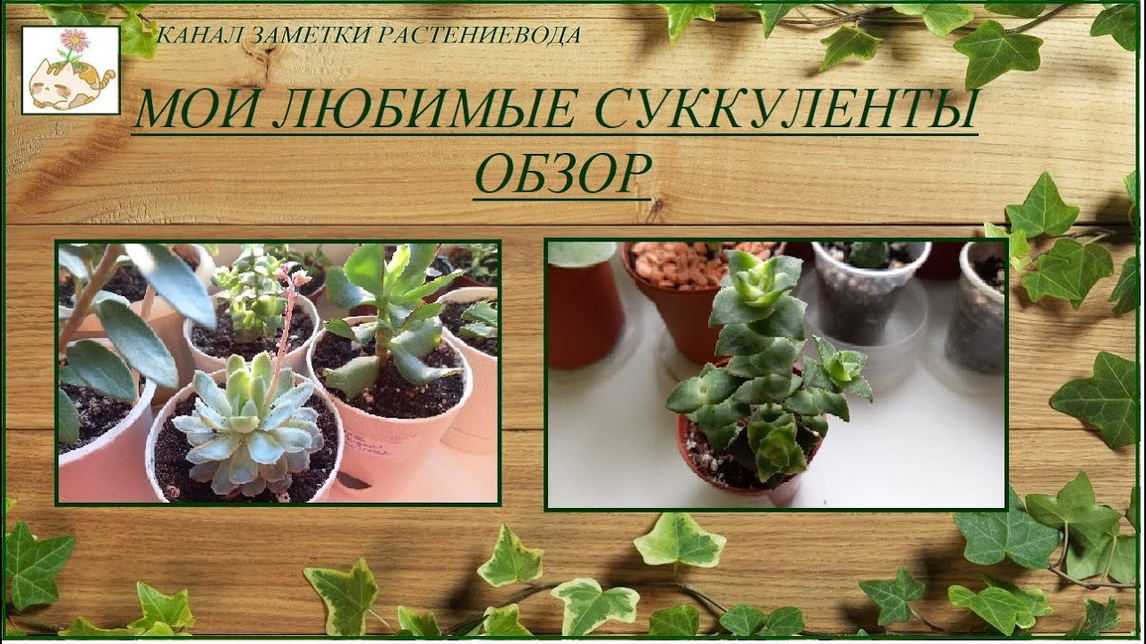 Мои любимые суккуленты - обзор моей небольшой коллекции