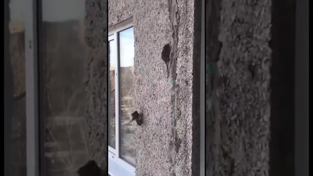 Суровые барнаульские мыши даже и не слышали про гравитацию. 

Сплинтер, это ты!?