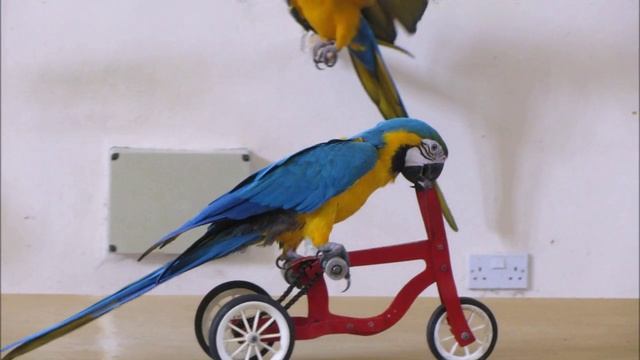 КИПР.ШОУ ПОПУГАЕВ!!! ч-1