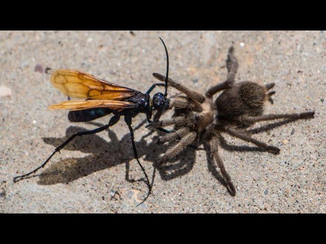 ПАРАЗИТИЧЕСКИЕ ОСЫ В ДЕЛЕ! Как оса заставляет таракана выполнять свои желания!