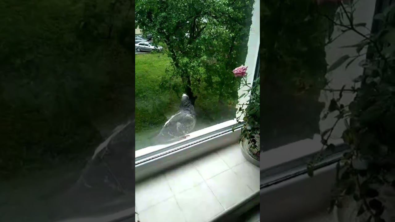 Голубь с гребешком !!!