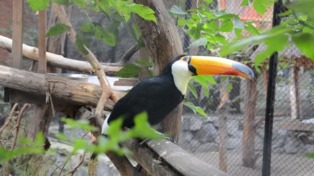 Новосибирский зоопарк. "Птицы".mp4