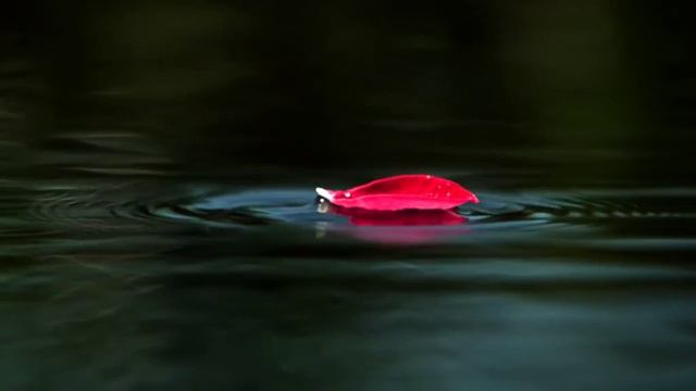 Сентябрь Капельки дождя Из Бочкарева