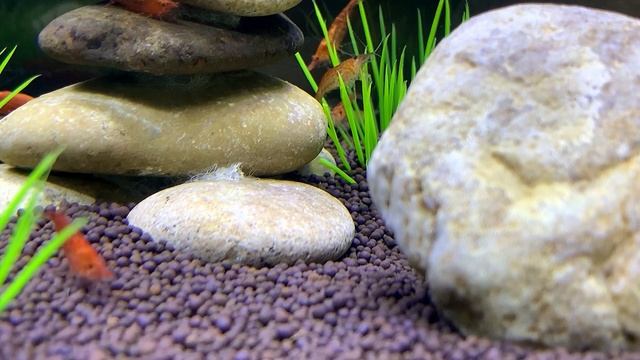 Прикольные креветки видео