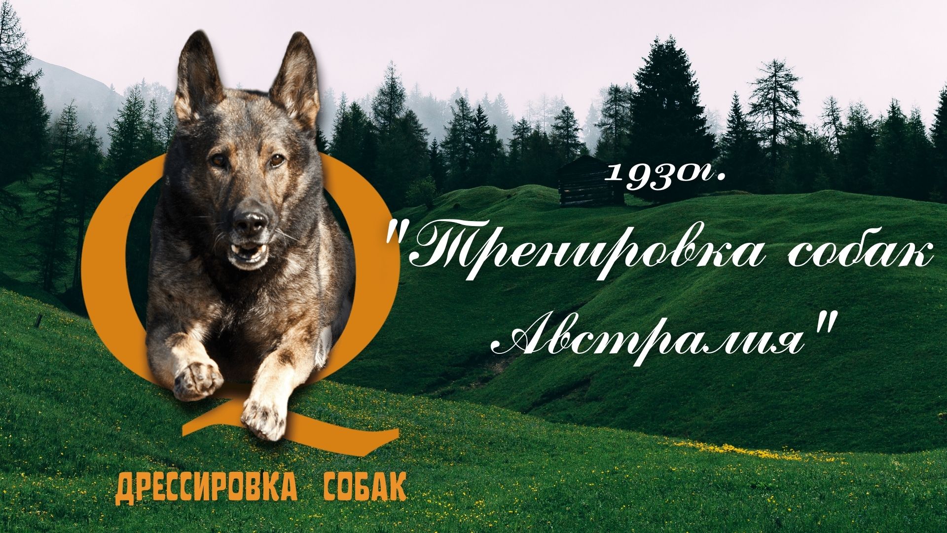 1930 "Тренировка собак" Австралия