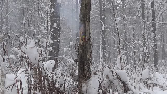 Петарда VS Дерево.avi