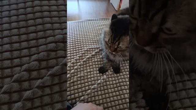 Как выбесить кота за секунду #кот #котик #shorts #драка #животные #марсик #бударя