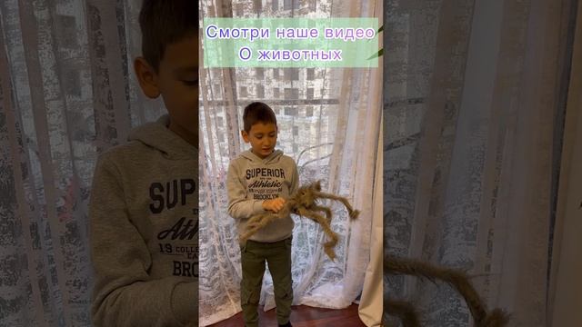 Смотри видео урок о животных на английском! Learn English animals pets
