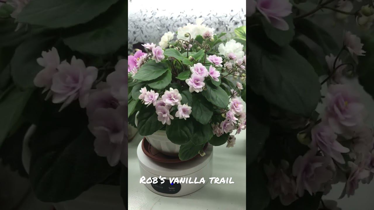 Трейлер Rob’s vanilla trail. Выращиваю детку с сентября 2022 года. Прошло 5 месяцев и такой вот куст