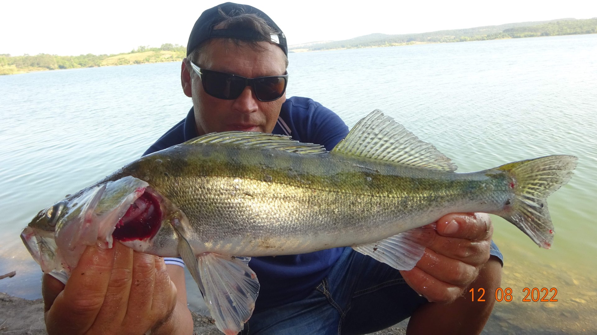 Ловля агрессивного судака,уходящим летом.Судак на живца 2022/