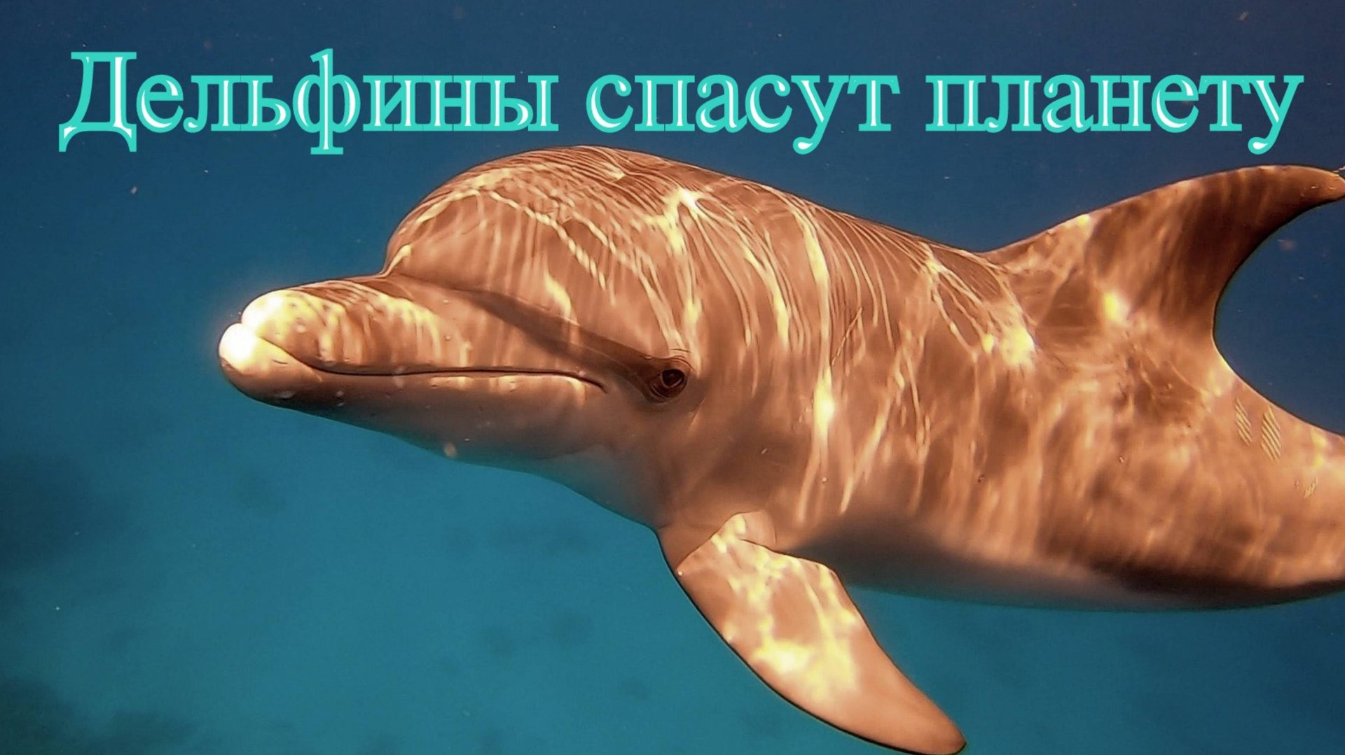 Дельфины спасут планету