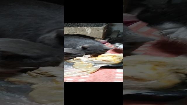 video_20230117_131559