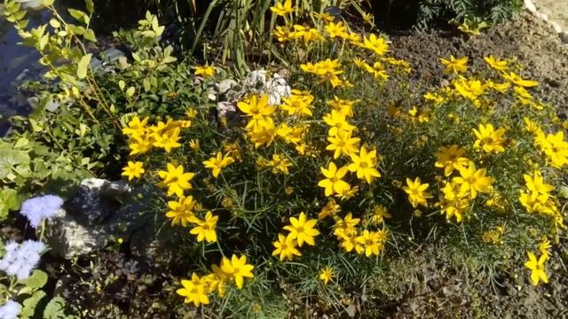 Садовое солнышко Кореопсис.mp4