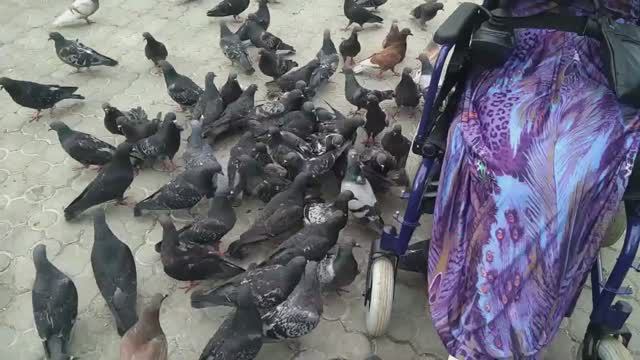 Куча мала из голубей. Подкармливаем птиц.