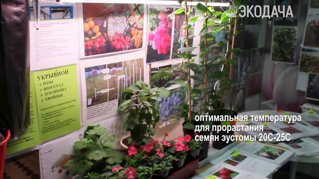 Гарантированный способ выращивания эустомы