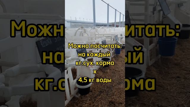 Нужна ли корова вода?