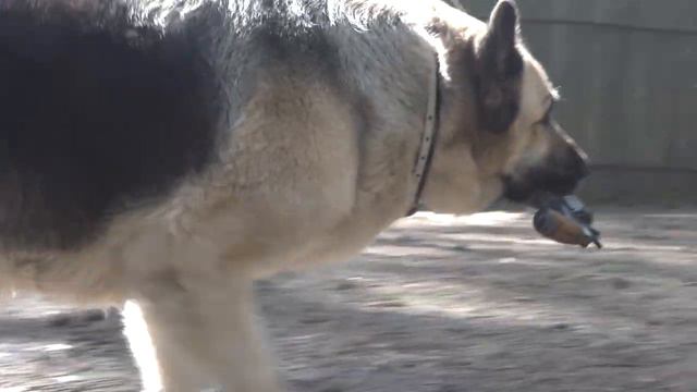Услуги поисковых и розыскных собак с кинологами