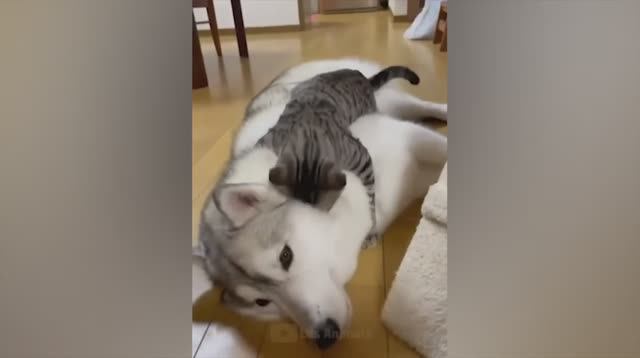 Приколы с котами и собаками #37