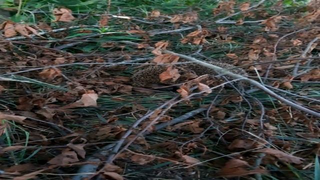 ёжик у дороги