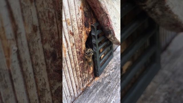 Барышни готовятся к медовому спасу.