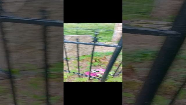 ПАВЛОВСКИЙ ПАРК ПАВЛОВСК ПРИРОДА ЛЕС ЛЕТО ВЕСНА ЗЕЛЕНЬ СВЕЖЕСТЬ