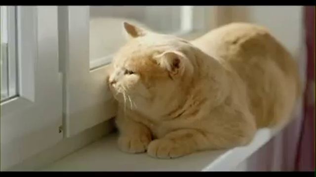 Окна Декёнинк (Deceuninck).mp4