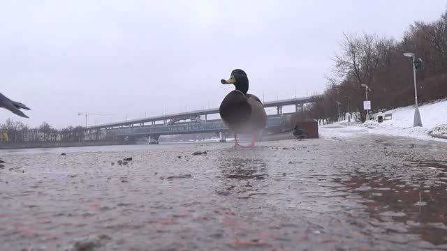 МОСКВА ВОРОБЬЕВЫ ГОРЫ.mp4