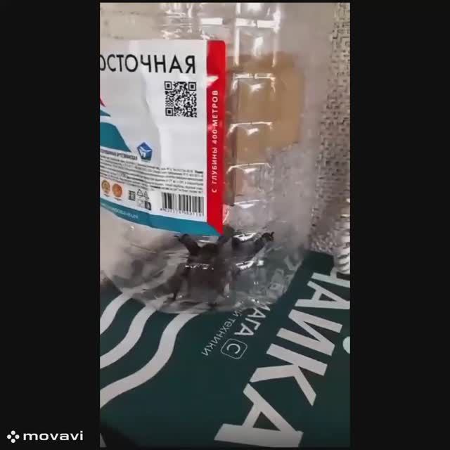 новый питомец  летучая мышь