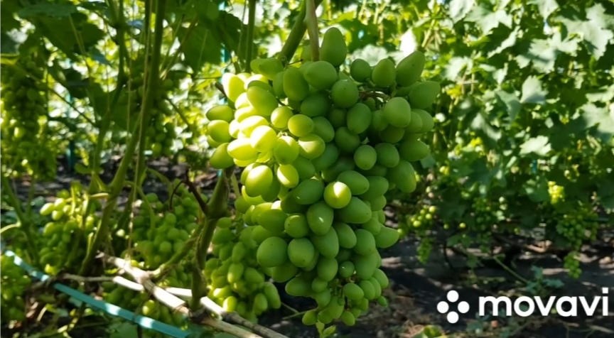 Виноград София. Прореживание гроздей винограда.