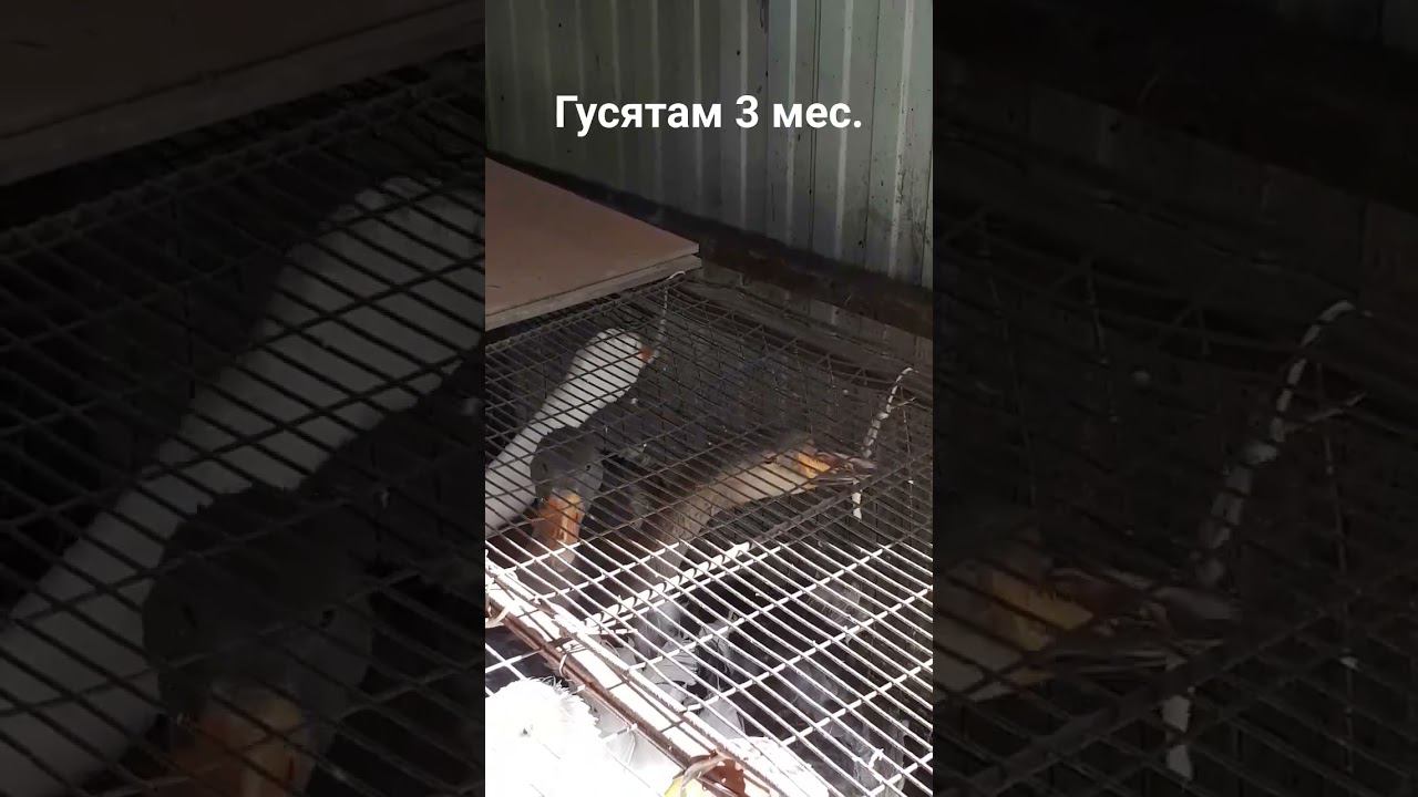 от ощипывания гусят друг-другом