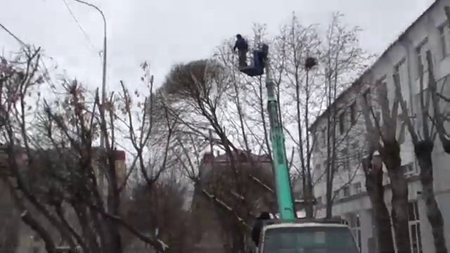 Обрезка деревьев в Тюмени www.чистка72.рф