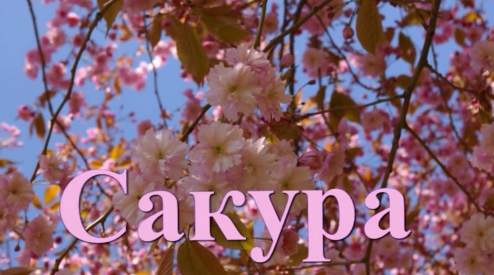 САКУРА В БЕРГЕНЕ