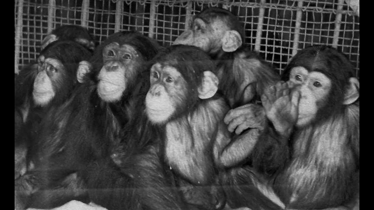 «Обезьяний остров»: как шимпанзе 10 лет жили на озере в Псковской области. Фрагменты из фильма.