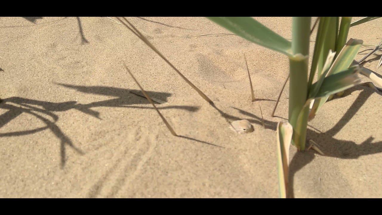 Дагестан - 2021. Сарыкум. Ящерица 2