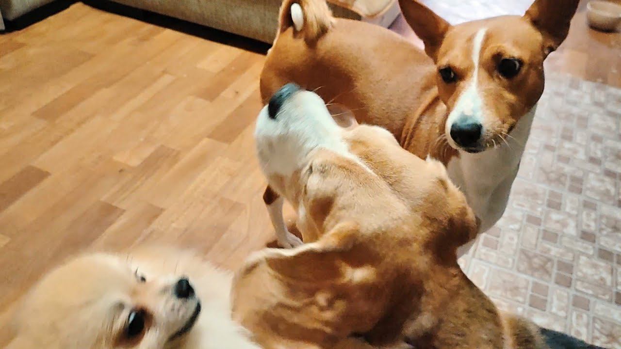 Всё стабильно - Буля, Лео и Фокс разносят дом :) И снова скачки и веселье!