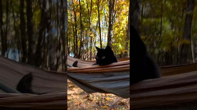 Пробуждение Дракулы