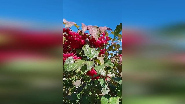 Кто с калиной дружит, тому врач не нужен