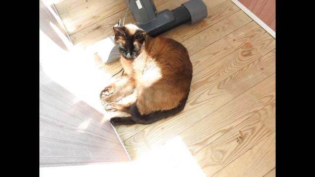 CAT MUSIK 09.06.2023.SAMARA