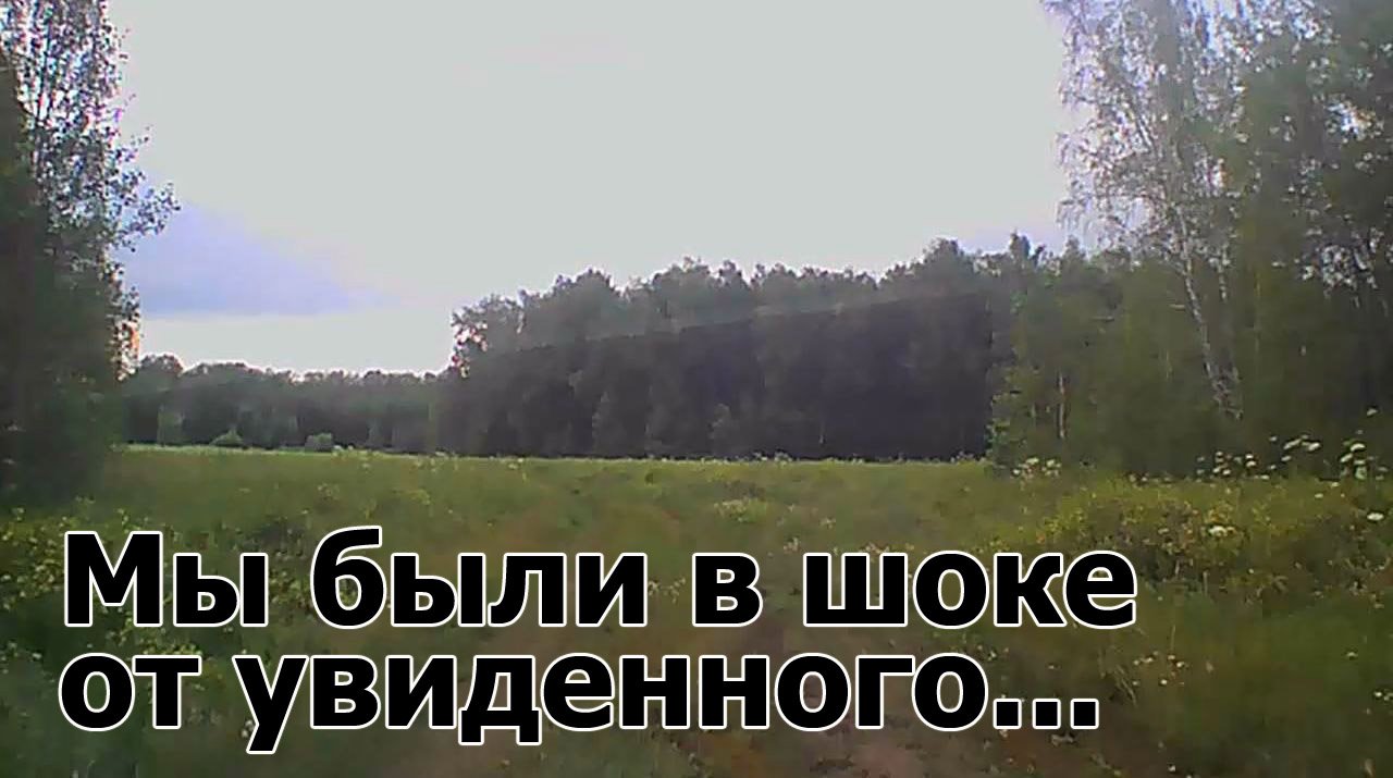 Поехали в лес за клубникой и были в шоке