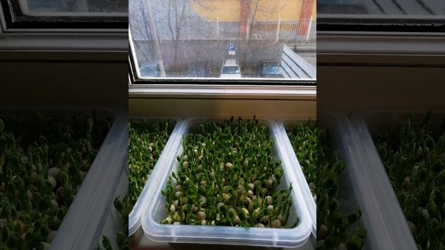 Микрозелень горошка #shorts