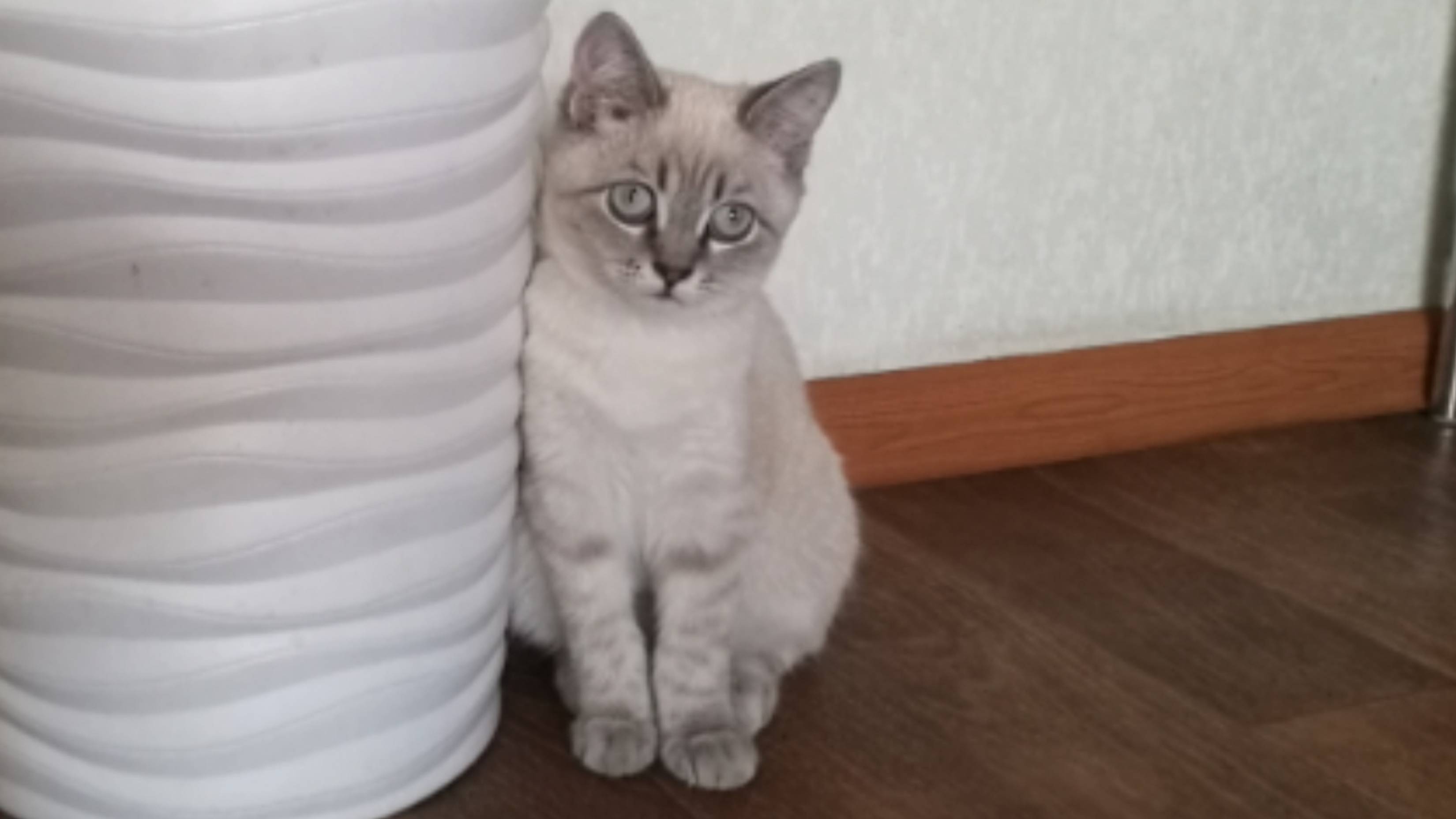 Наши любимые котята.